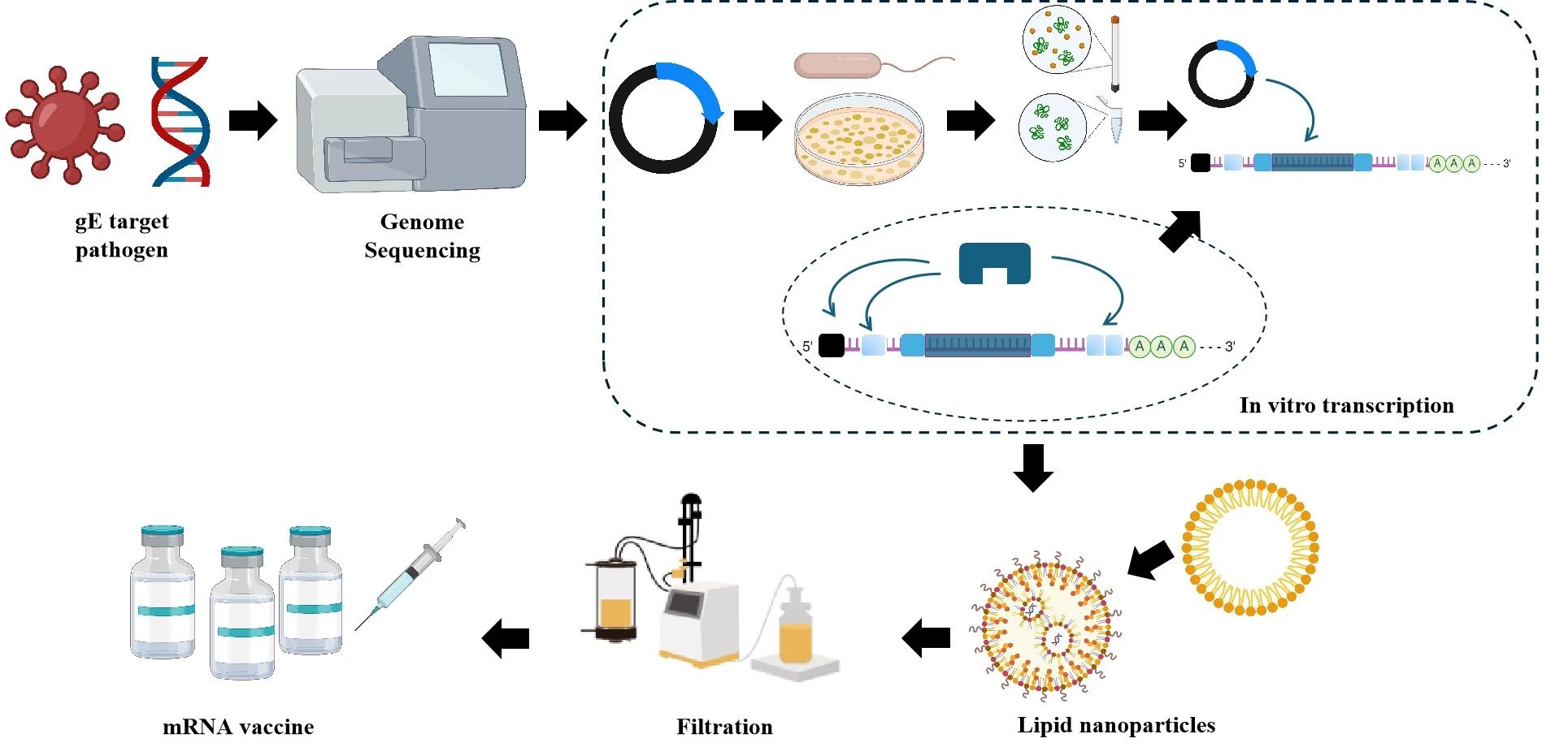 Watson’s Novel CAP Attracts Global Attention in the mRNA Industry ...