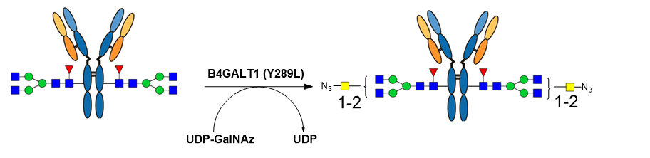 24-1-1060 Bovin beta-1,4-Galactosyltransferase 1 (Y289L)